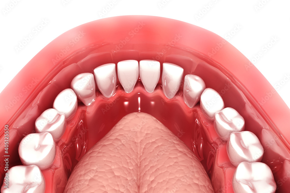 Anatomy of the mouth Stock Illustration | Adobe Stock