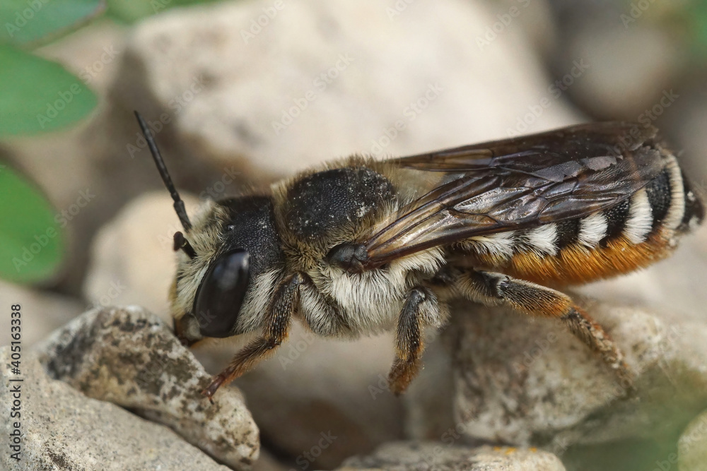 With her white dorsal hairs and orange belly brush, this fresh emerged ...