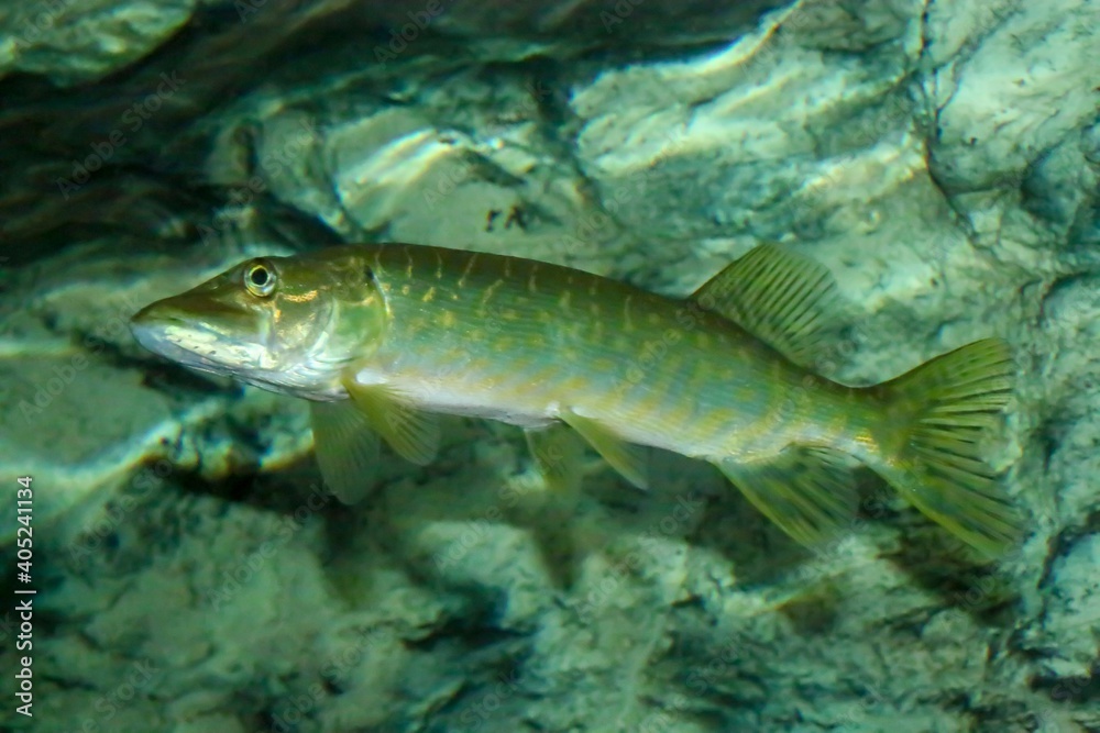 El lucio norteño o lucio (Esox lucius) es una especie de pez carnívoro ...