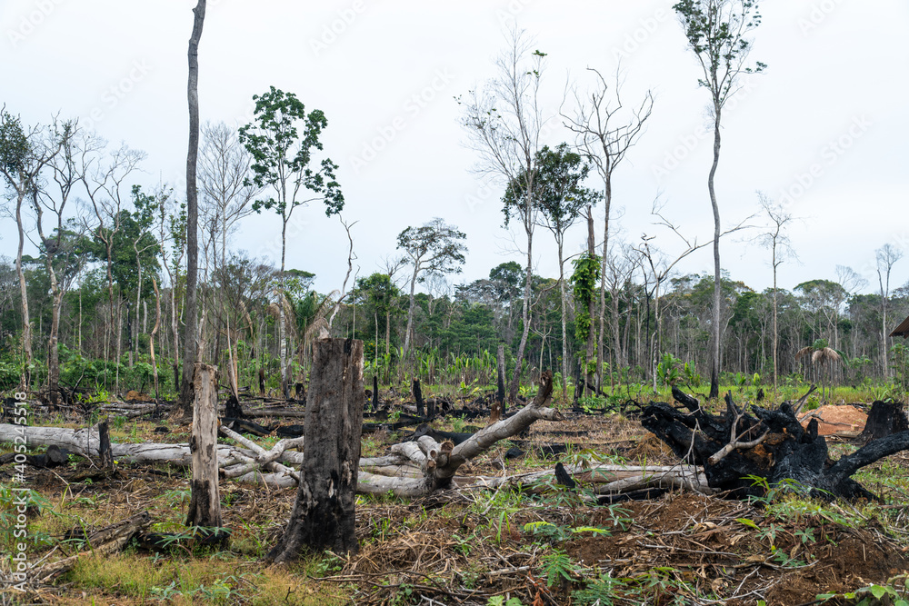 Depressing landscape view of forest burn trees in a cattle farm in the ...