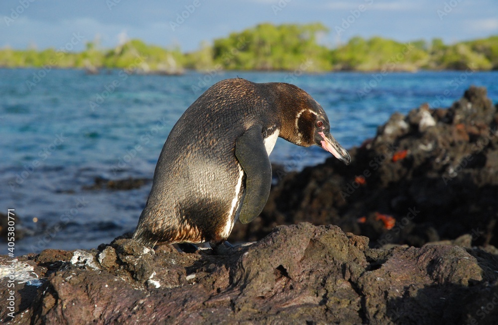 Galapagos Penguin hunched over on volcanic rock in Elizabeth Bay on ...
