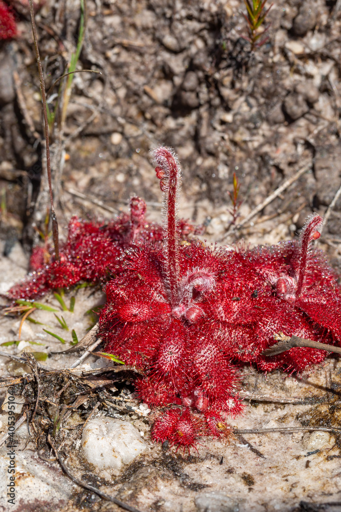 Drosera tomentosa, a carnivorous plant, with hairy flower stalk seen in ...