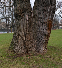 Twin Trunk Tree Free Stock Photo - Public Domain Pictures