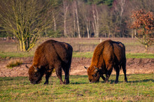 Dutch Bison Free Stock Photo - Public Domain Pictures