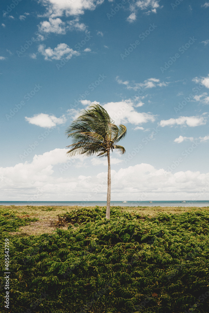 Windy Palm Trees