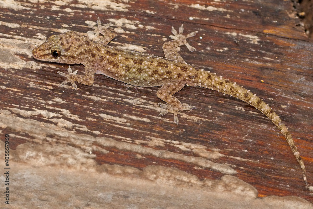 Common House Gecko (Hemidactylus frenatus), Kitulgala, Sri Lanka. Stock ...