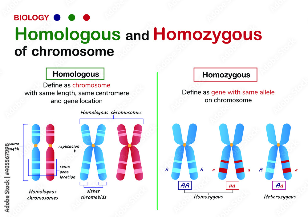 Biology diagram present different of homologous and homozygous ...