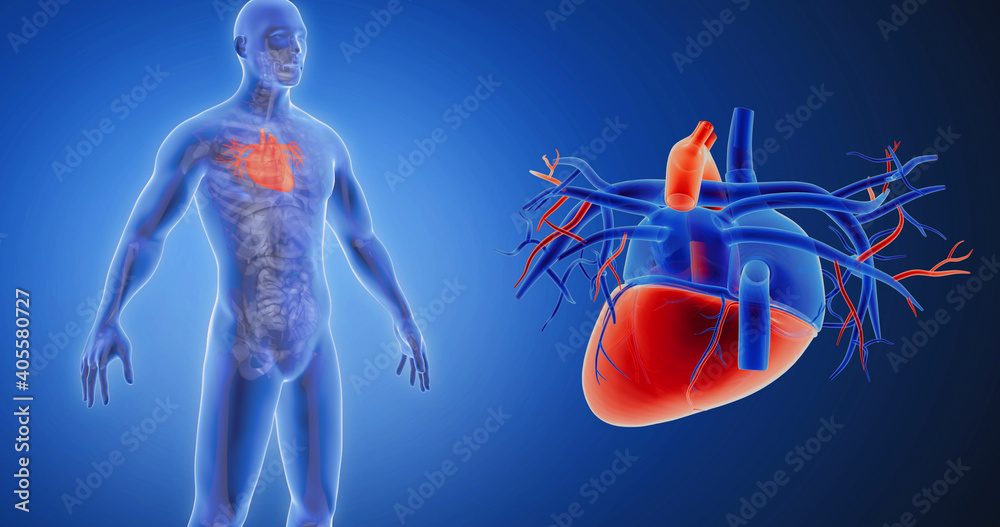 Heart, circulatory system x-ray style, internal organs 3D render ...