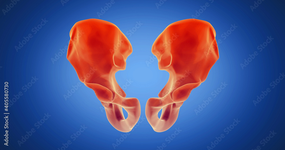 Pelvic bone, hip bone x-ray style, internal organs 3D render, anatomy ...