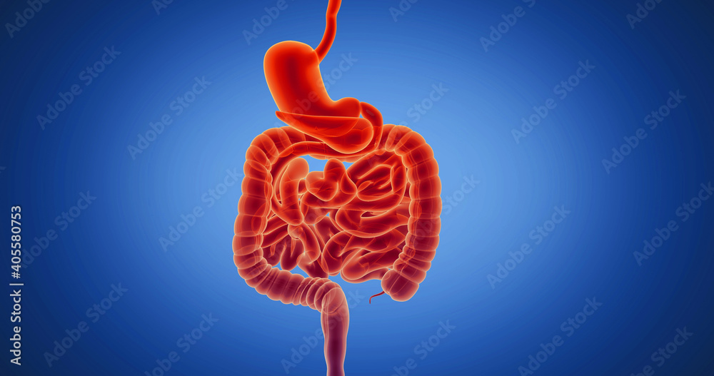 Intestines, large intestine, small intestine, intestinal tract, bowels ...