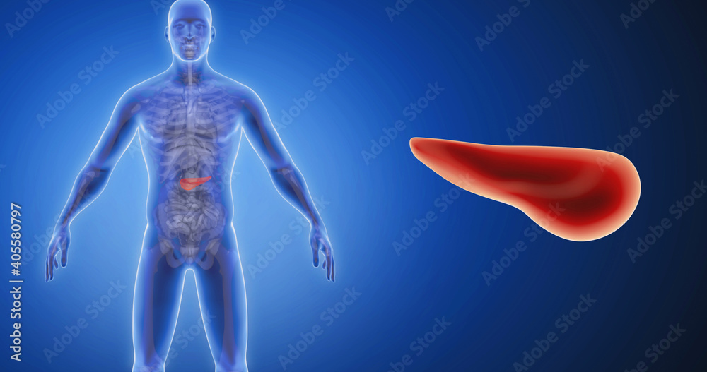 Pancreas x-ray style, internal organs 3D render, anatomy of the human ...