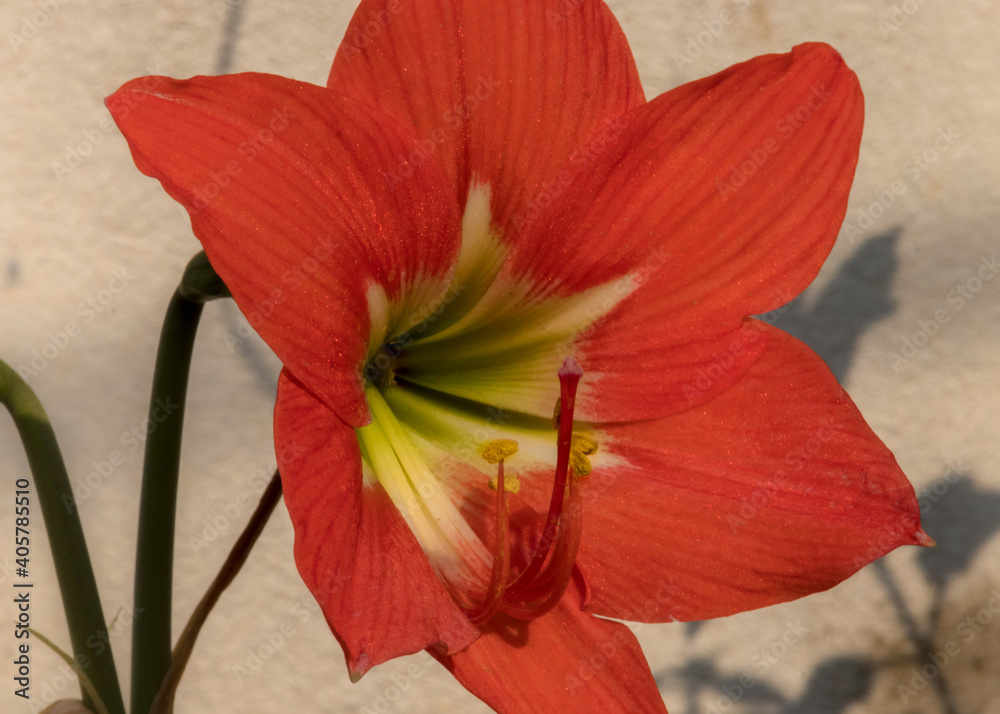 Closeup of Orange-yellow lily flower showing stamen and stigma the male ...