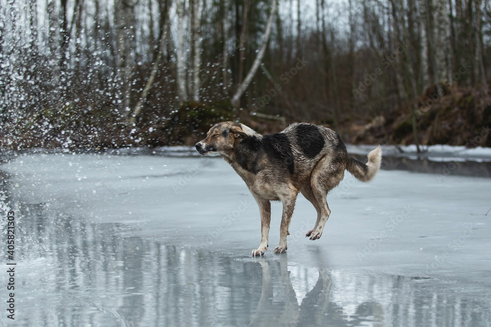 Very dirty and wet mixed breed shepherd dog Stock Photo | Adobe Stock