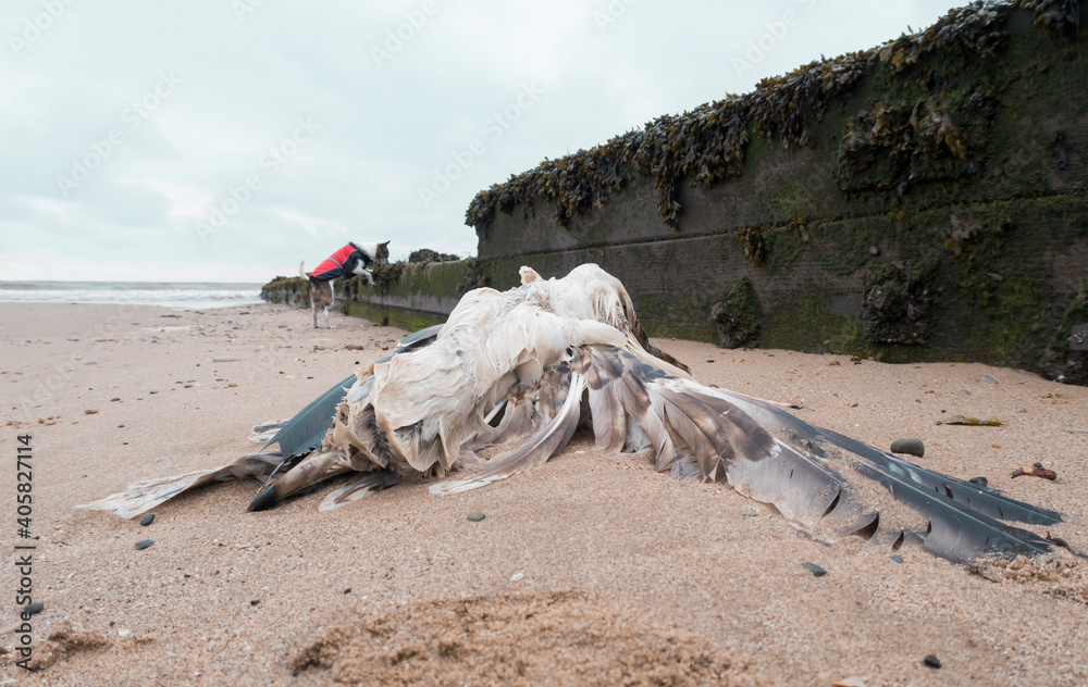 Foto de Stock A big dead seagull bird washed up on a polluted beach ...