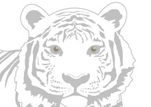 Gray Tiger I Free Stock Photo - Public Domain Pictures