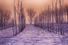 Lone Tree Light Frost Free Stock Photo - Public Domain Pictures