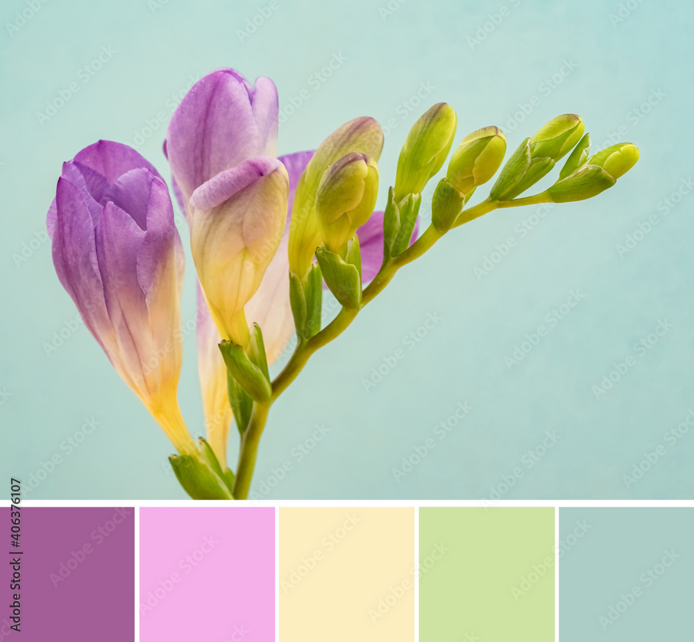 Close up beautiful blossom of violet pink yellow freesia flower with ...