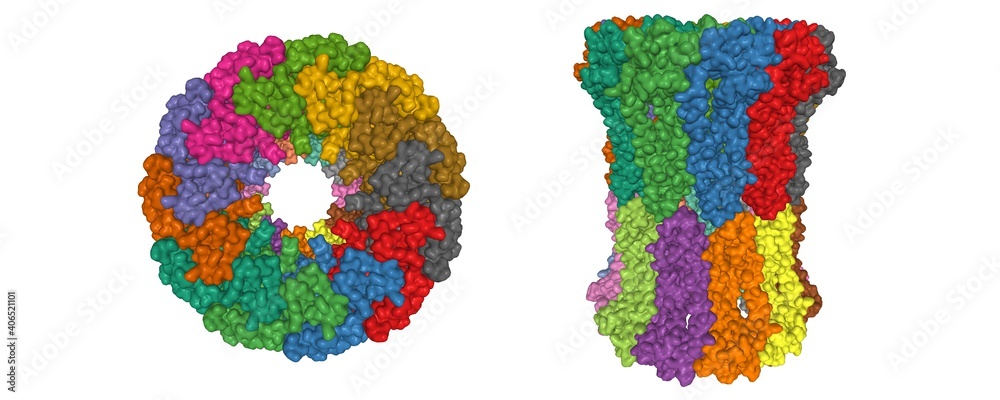 Cryo-EM structure of human CALHM2 gap junction, two perpendicular ...