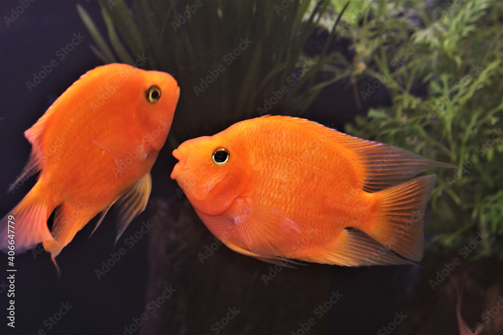 Stock-Foto „hybrid Orange Parrot Cichlid are swimming in freshwater ...