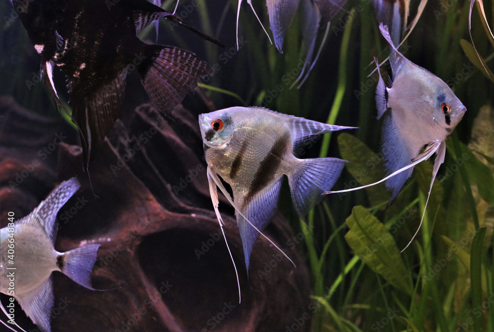 The beautiful freshwater angelfish are swimming in aquatic plants tank ...