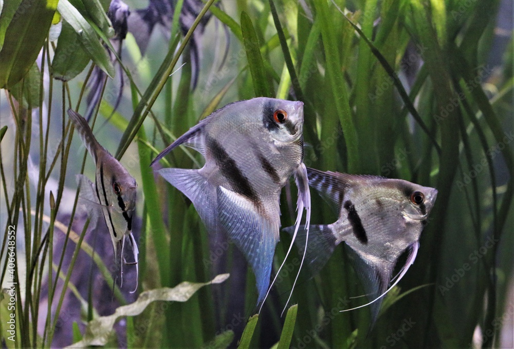 The beautiful freshwater angelfish are swimming in aquatic plants tank ...