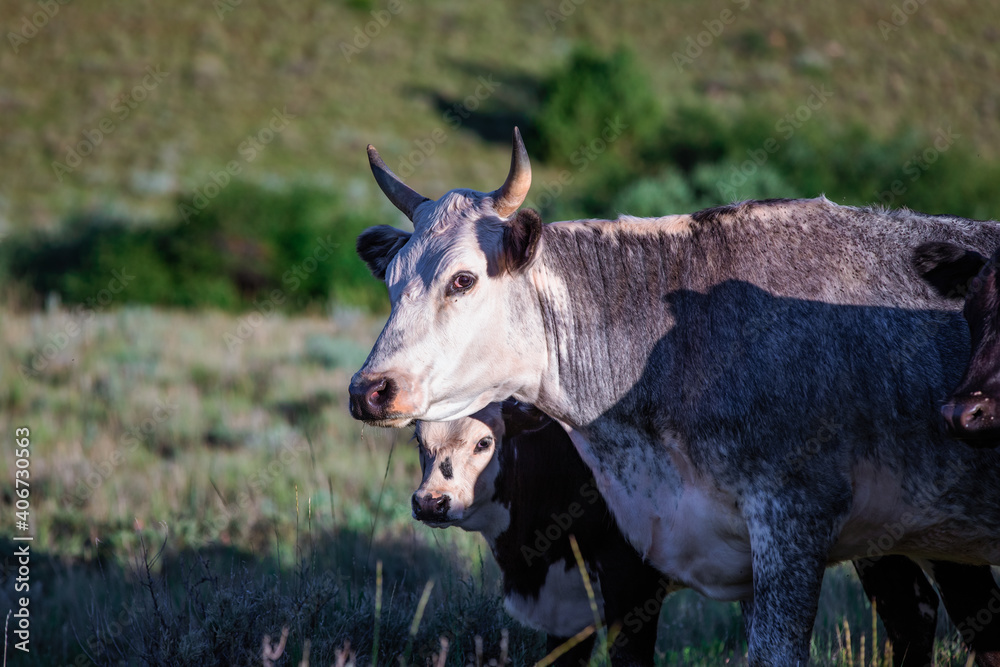 Photo Stock Beautiful white faced cow with horns and her calf with her ...