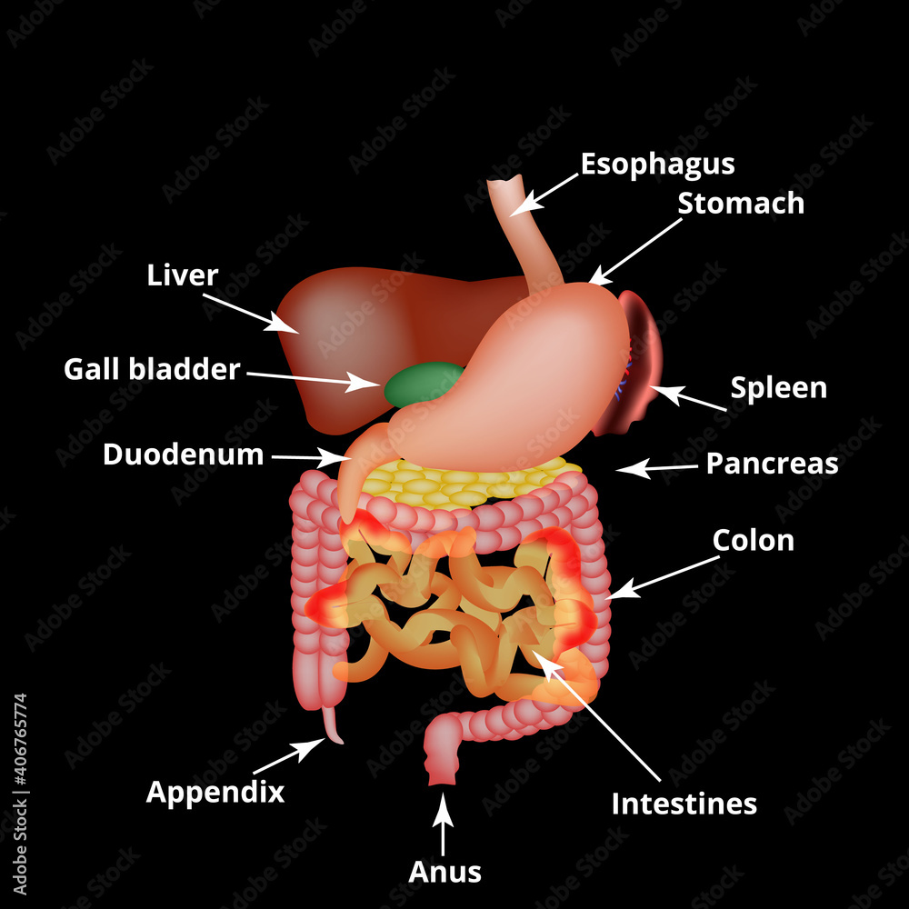 Anatomical structure of the abdominal organs. Spleen, liver ...