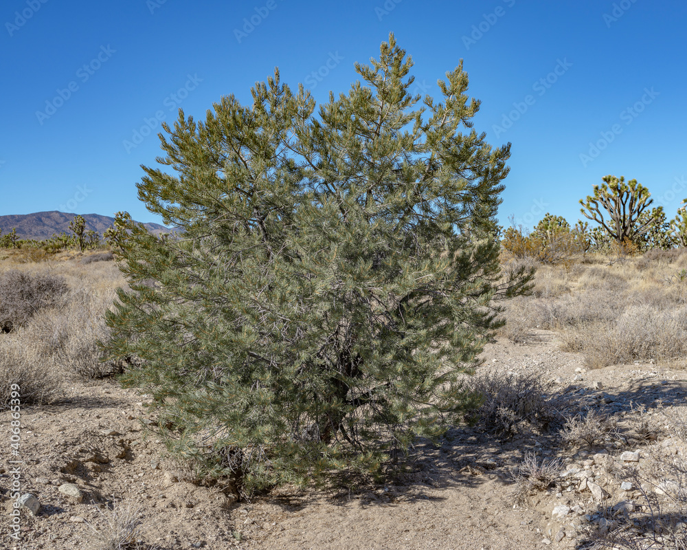 Single leaf Pinyon pine tree (Pinus monophylla) growing alone in a ...