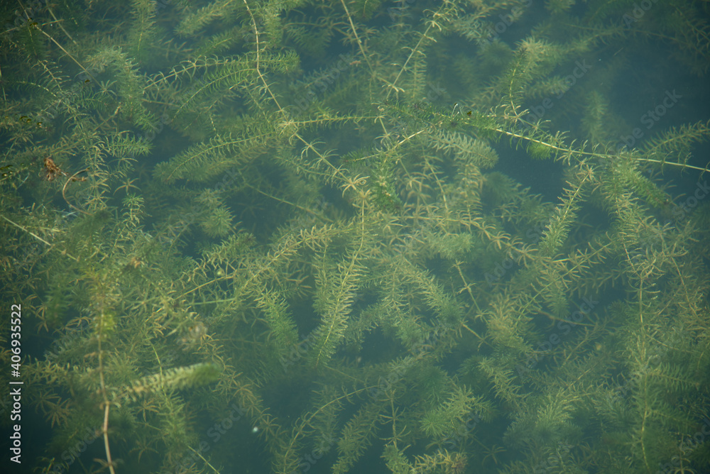 Fotografie nature swamp field of green algae plant bloom, Scientists ...