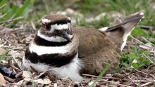 Killdeer Bird And Baby Free Stock Photo - Public Domain Pictures