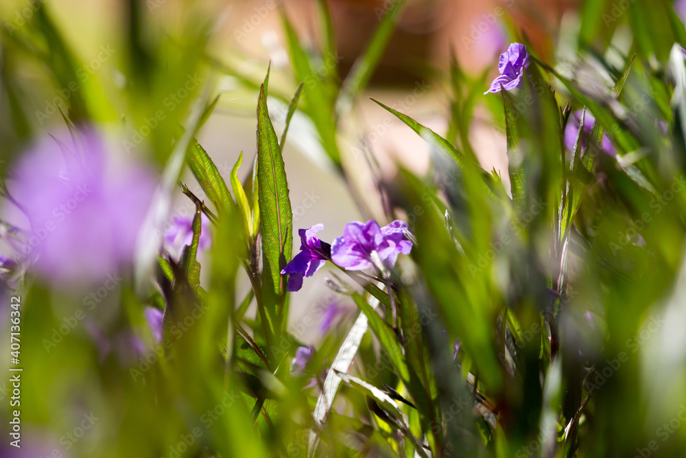 Ruellia tuberosa, Acanthaceae, minnieroot, popping pod, cracker plant ...