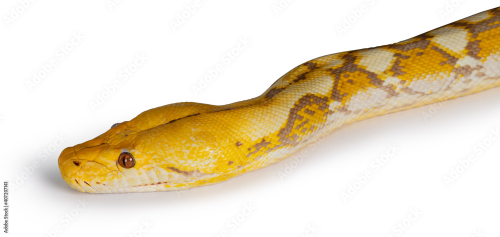 Head shot of Lavender Albino Reticulated python aka Malayopython ...