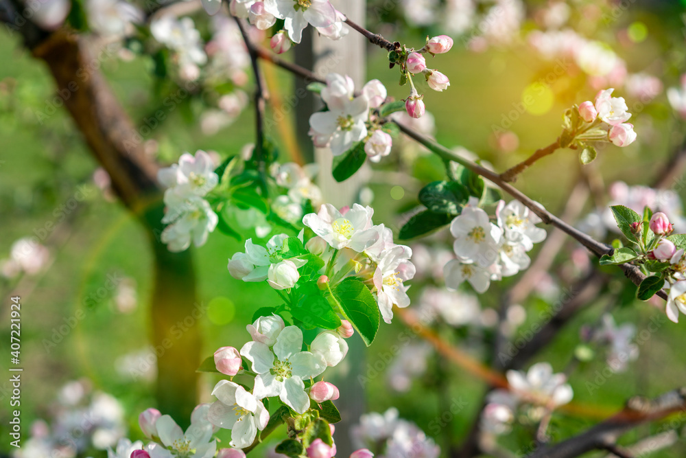 Beautiful blooming apple trees in spring park close up. Apple trees ...