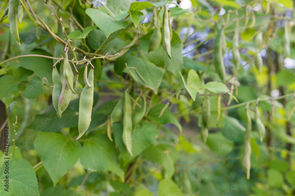 Green pods of kidney bean growing on farm. Bush with bunch of pods of ...