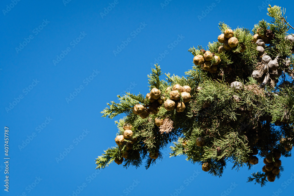 Photo Stock Branch of Mediterranean cypress tree with round brown cones ...