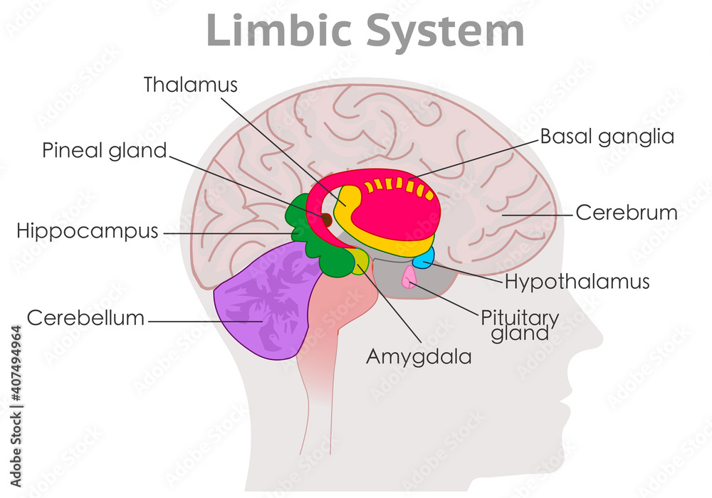 Limbic system parts anatomy. Human brain cross section. Explanations ...