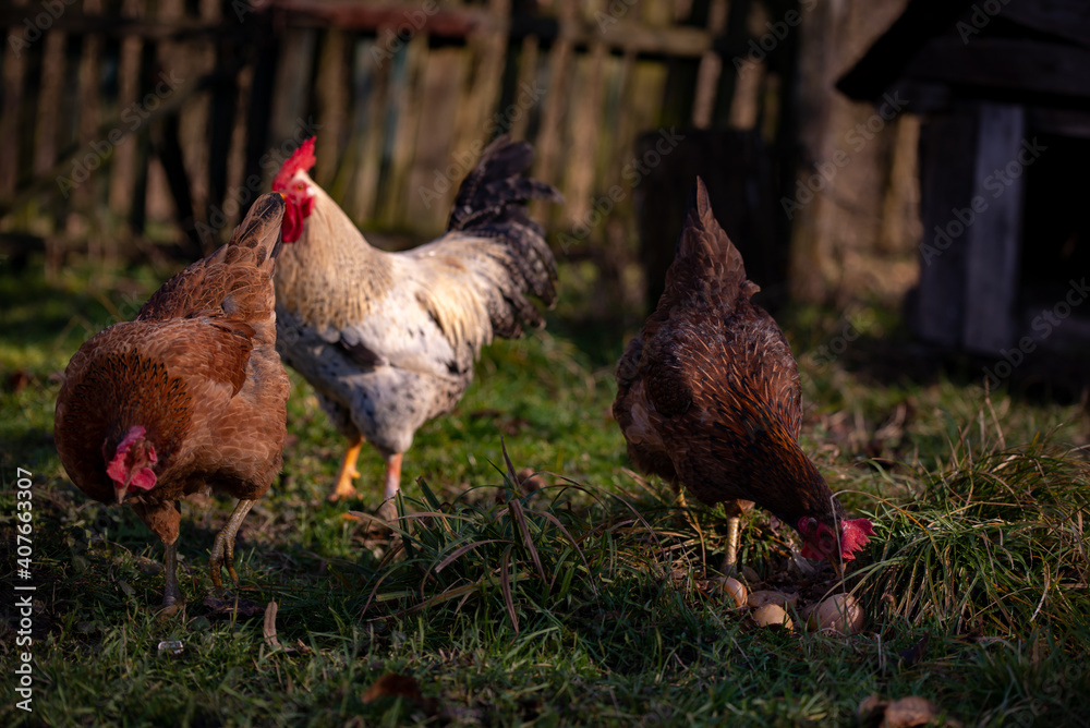 some chickens at the village farm walking through the green grass ...