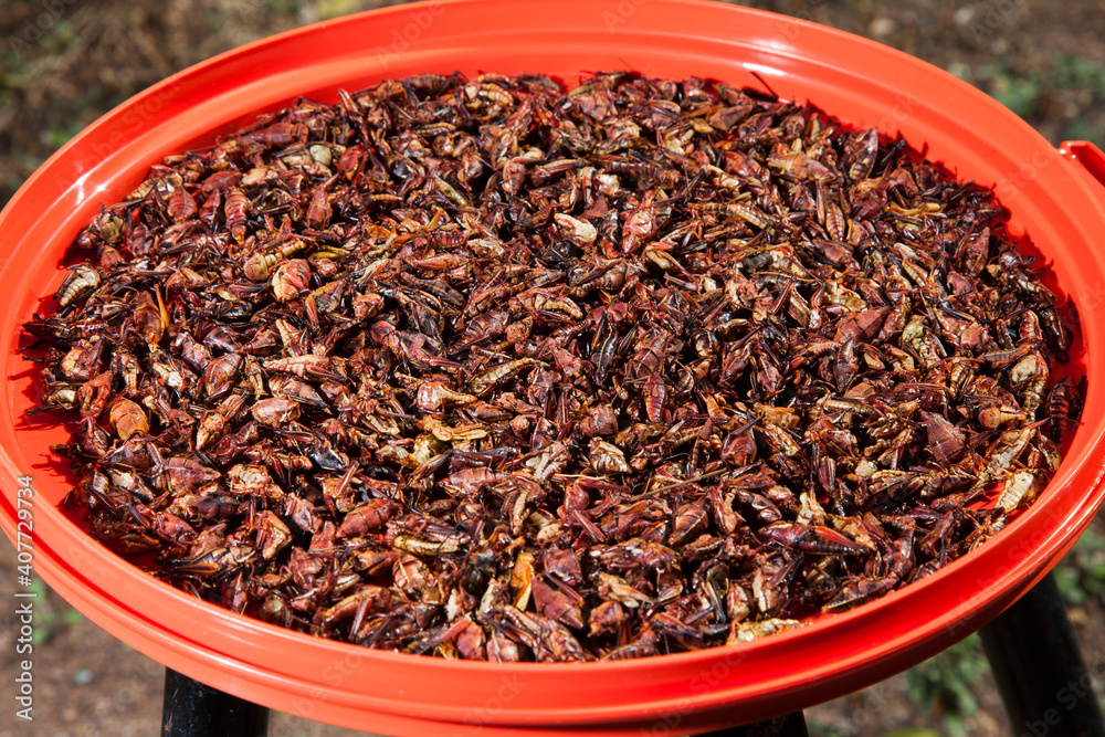 grasshoppers chapulines snack. Traditional mexican food Stock Photo ...