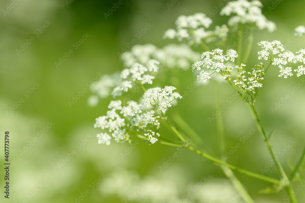 Anise flower field. Food and drinks ingredient. Fresh medicinal plant ...