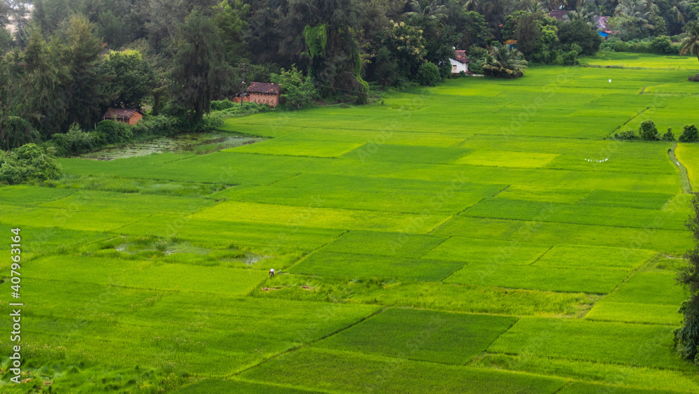 Indian agricultural land farming in Indian village side Stock Photo ...