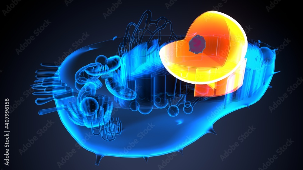 3d illustration of animal cell anatomy Stock Illustration | Adobe Stock