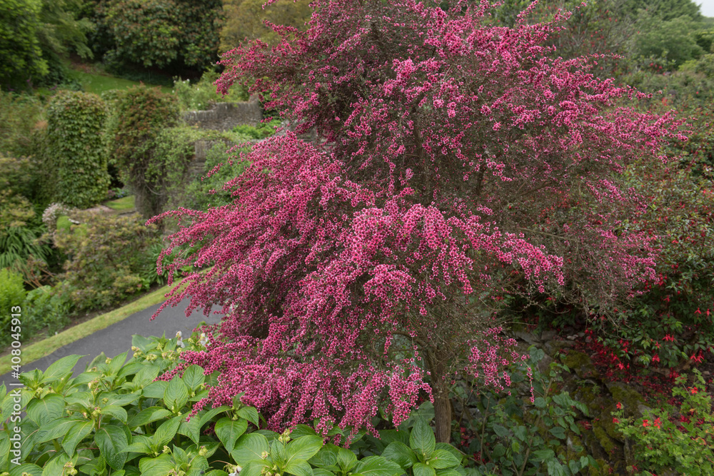 Pink Flowers on a Summer Flowering Manuka or Tea Tree Shrub ...