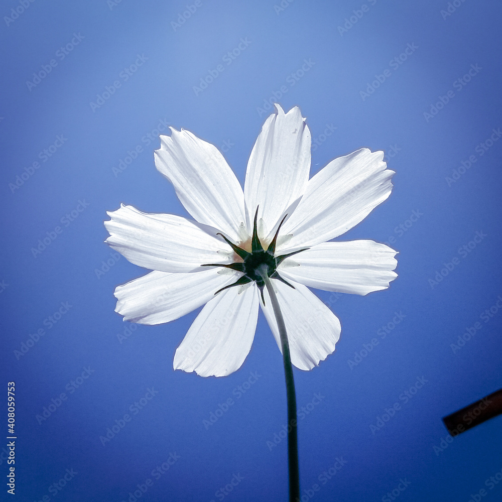 Beautiful cosmos flower from back side with blue background of sky ...