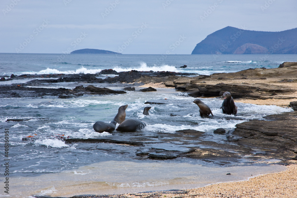 Lobo marino. Ecuador. Parque Nacional de las Islas Galapagos Stock ...