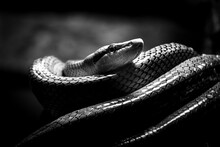 Open Mouth Viper Free Stock Photo - Public Domain Pictures