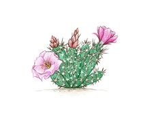 Pink Tree Cholla Cactus Free Stock Photo - Public Domain Pictures