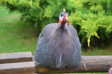 Helmeted Guinea Fowl Close-up Free Stock Photo - Public Domain Pictures