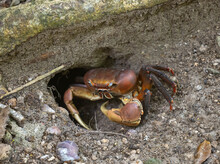 Crabs Are Decapod Crustaceans Free Stock Photo - Public Domain Pictures