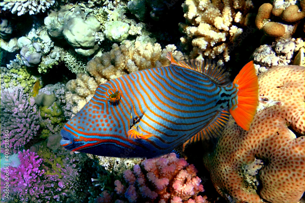 Marine life and coral reefs at the Red Sea Stock Photo | Adobe Stock