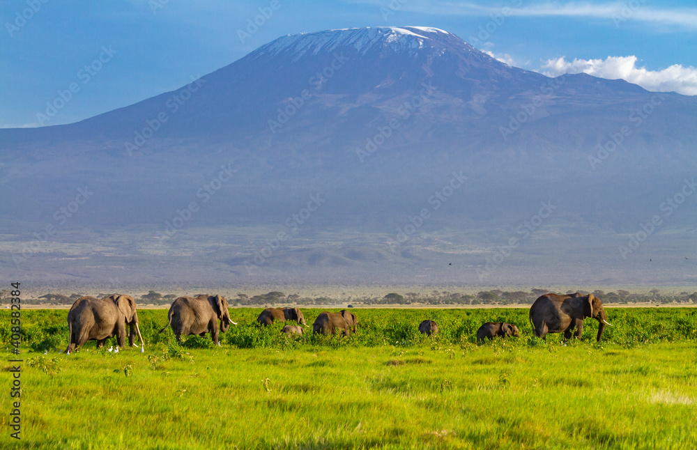 African elephant family in front of Mount Kilimanjaro, African's ...